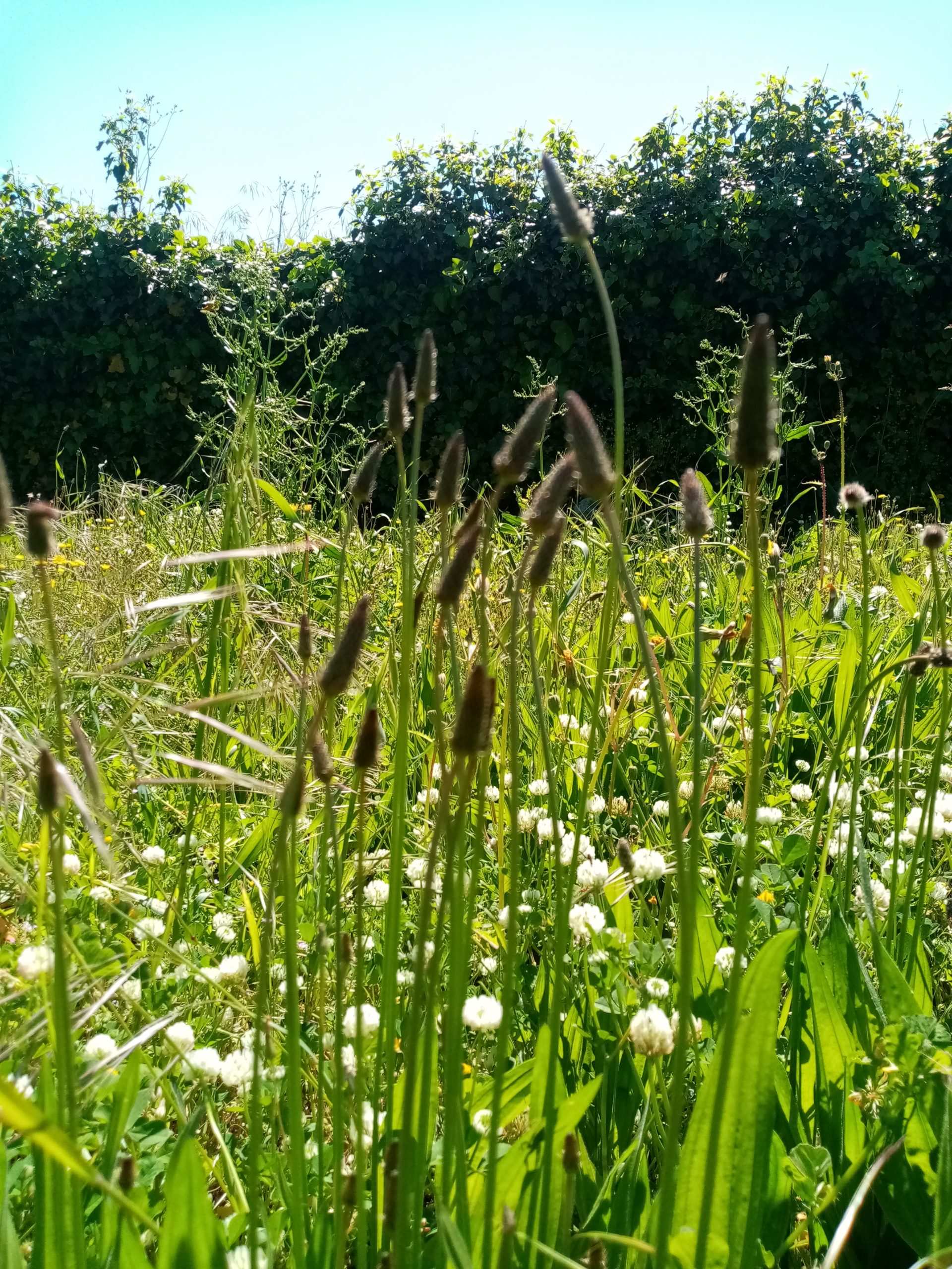 Dječje livadne radosti – Blog Muzeja i galerija Konavala