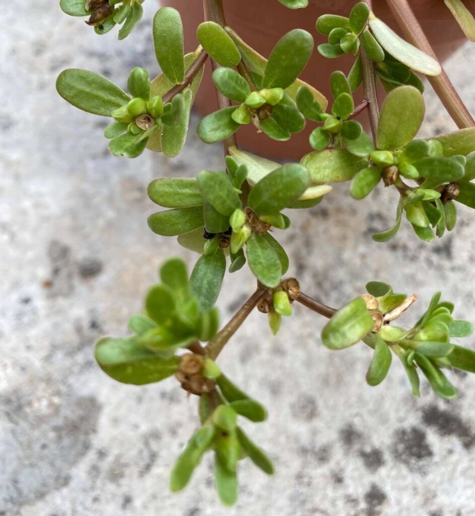 Prkos za dušu – tušt za tijelo – Blog Muzeja i galerija Konavala