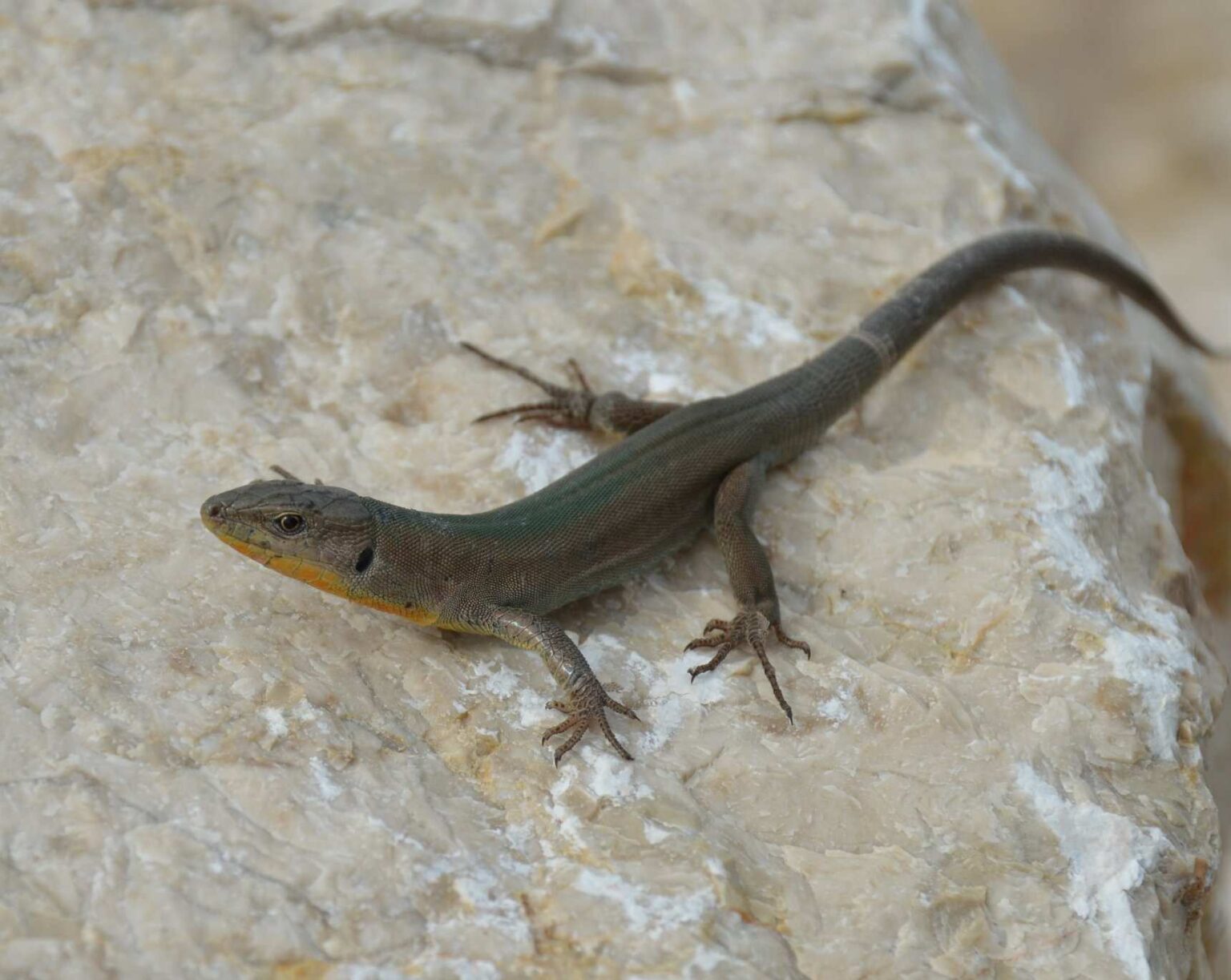 Naši gušteri i gušterice – Blog Muzeja i galerija Konavala