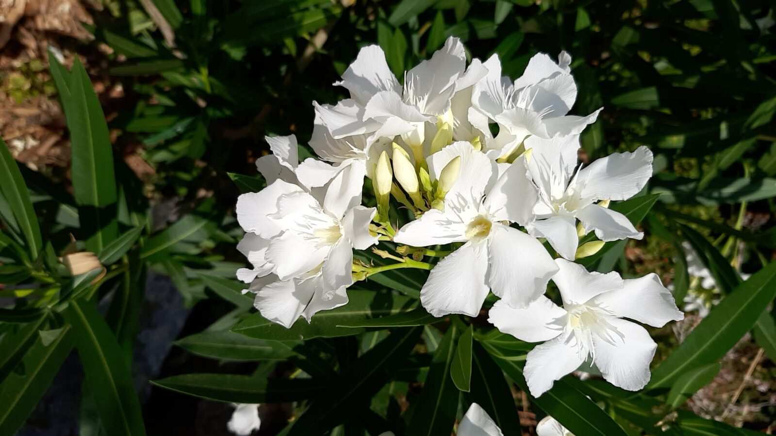 Blog Muzeja i galerija Konavala – Blog Muzeja i galerija Konavala